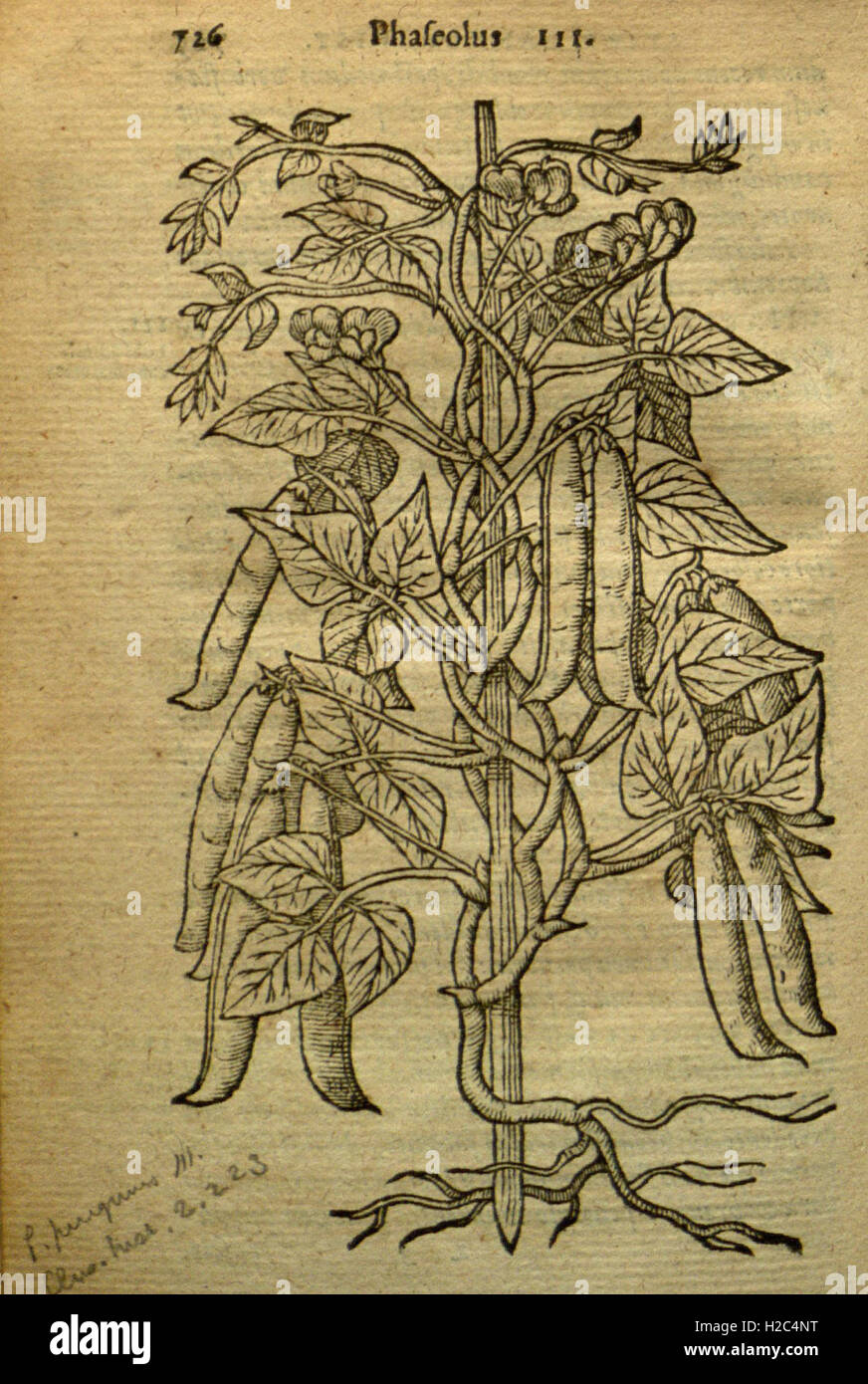 A botanical work by Carolus Clusius, describing rare and unique plant ...