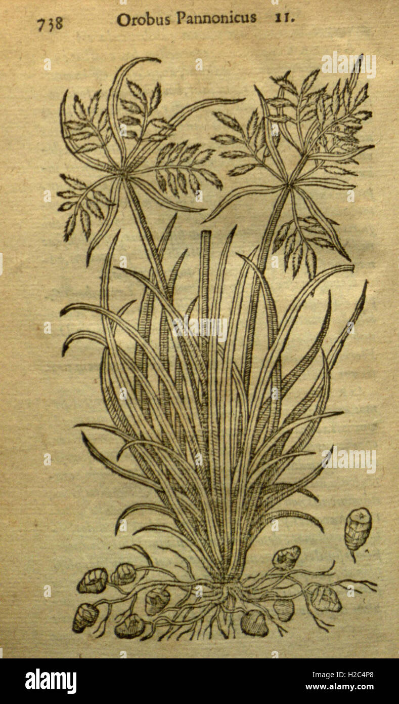 A botanical work by Carolus Clusius detailing rare and notable plant ...