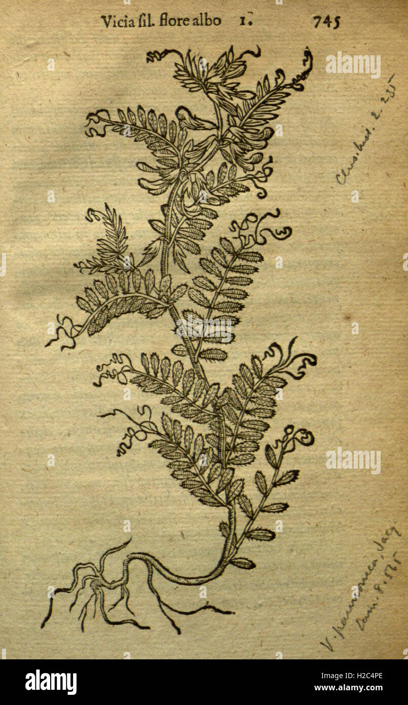 A botanical work by Carolus Clusius focusing on rare and exotic plant ...