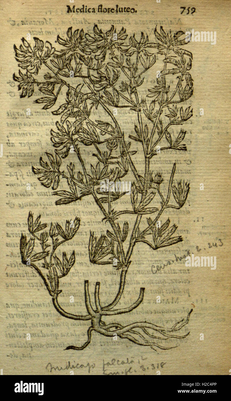 This botanical work by Carolus Clusius explores rare plant species ...