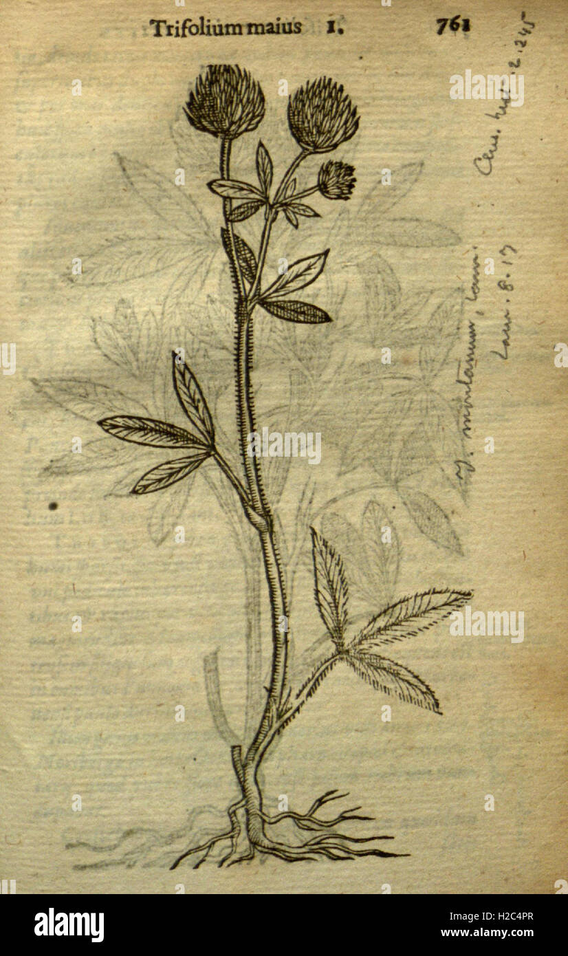 This botanical work by Carolus Clusius documents rare plant species ...