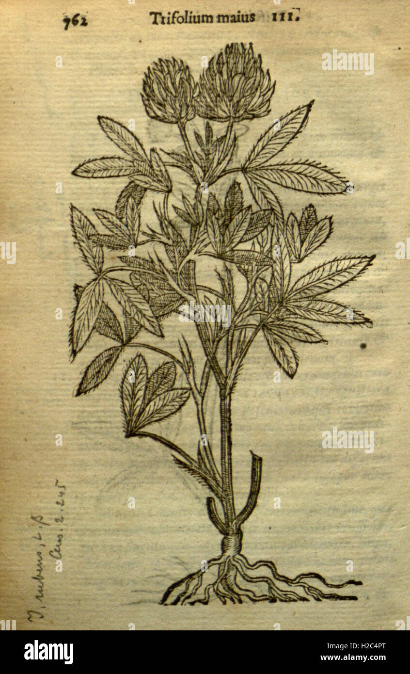 This botanical work by Carolus Clusius details rare plant species ...