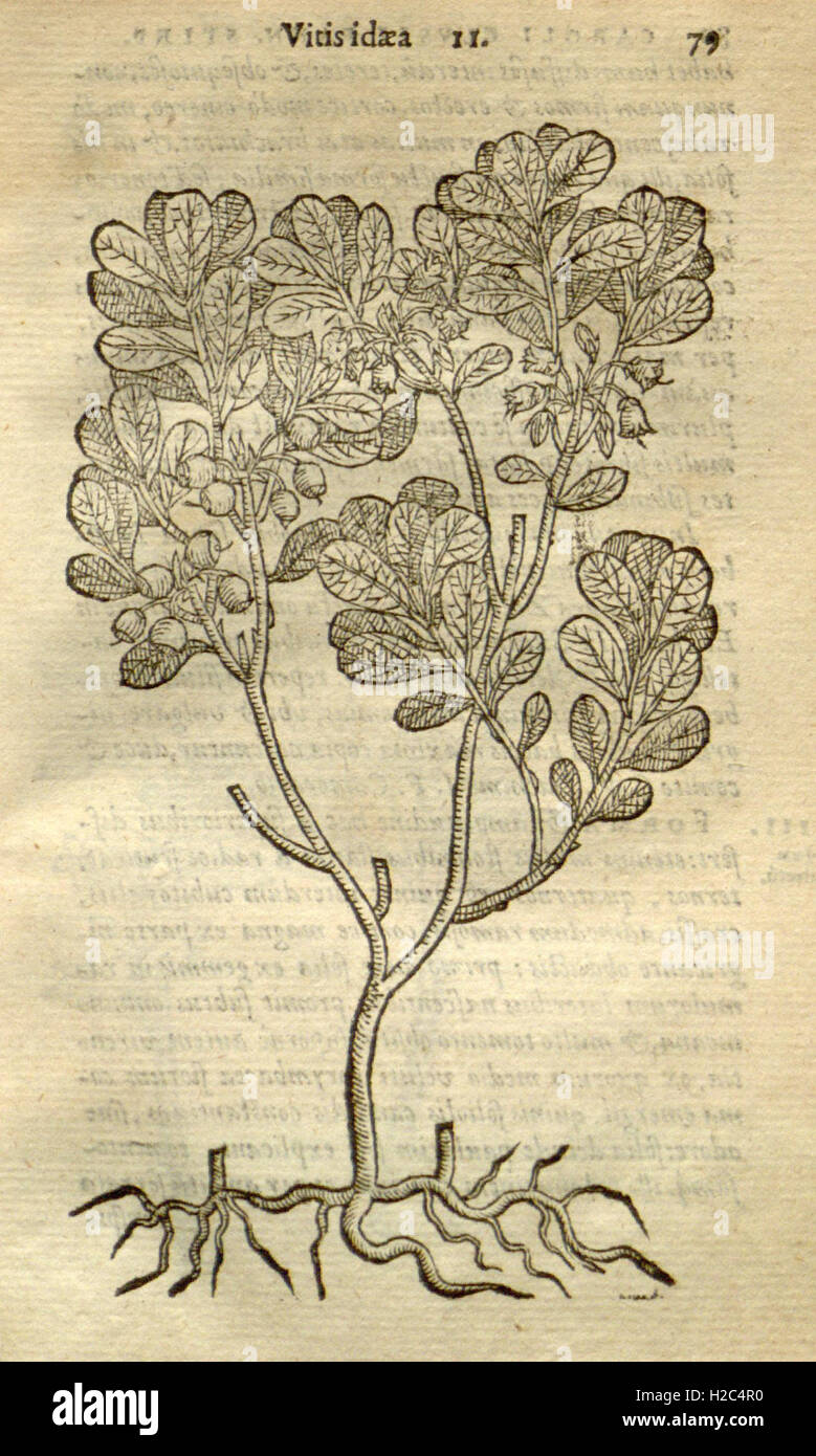 This botanical work by Carolus Clusius discusses rare and exotic plant ...