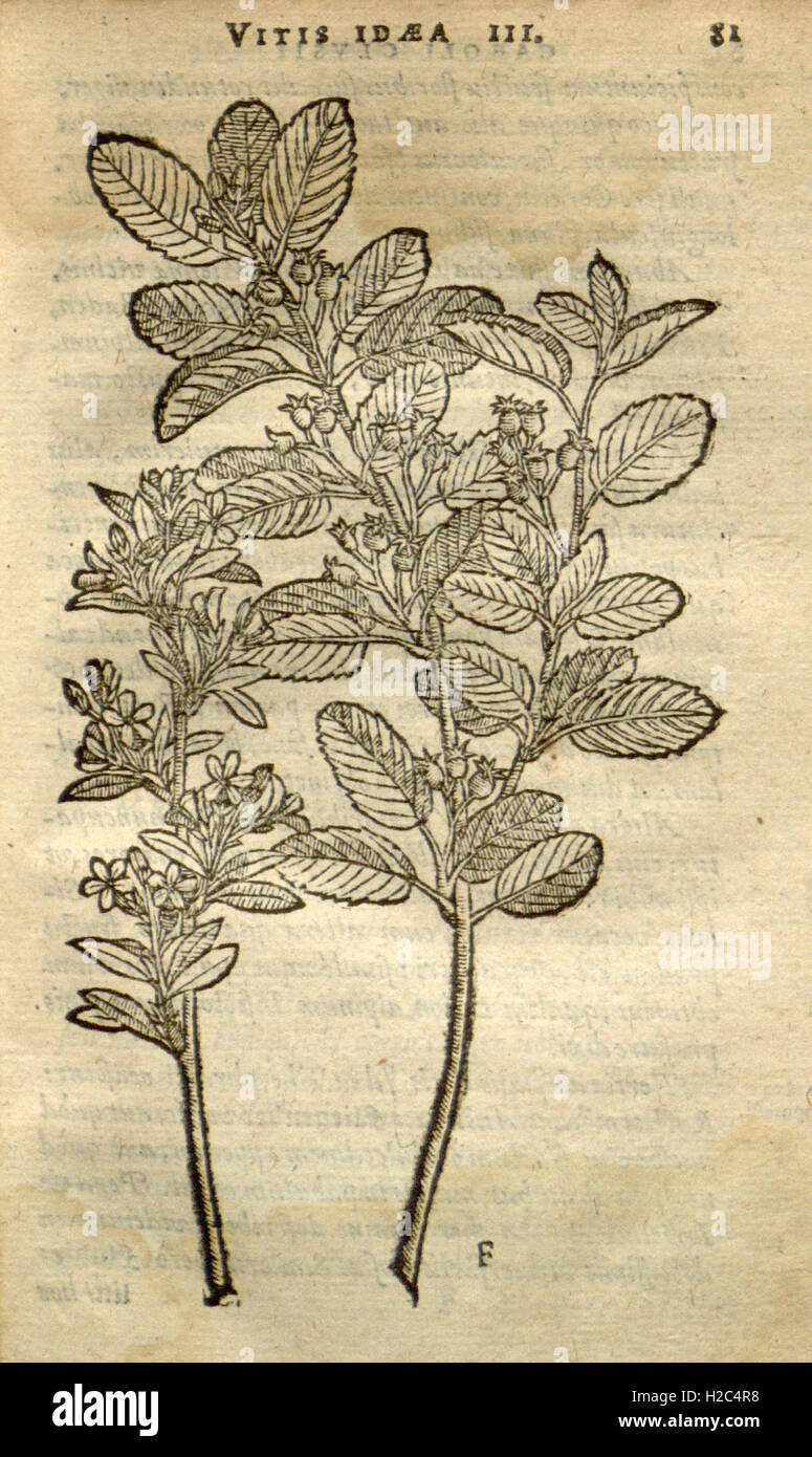 This botanical work by Carolus Clusius describes rare plant species ...
