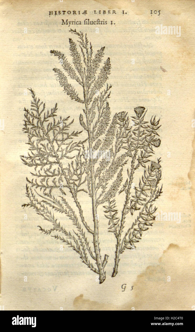 A botanical work by Carolus Clusius, describing rare plant species ...