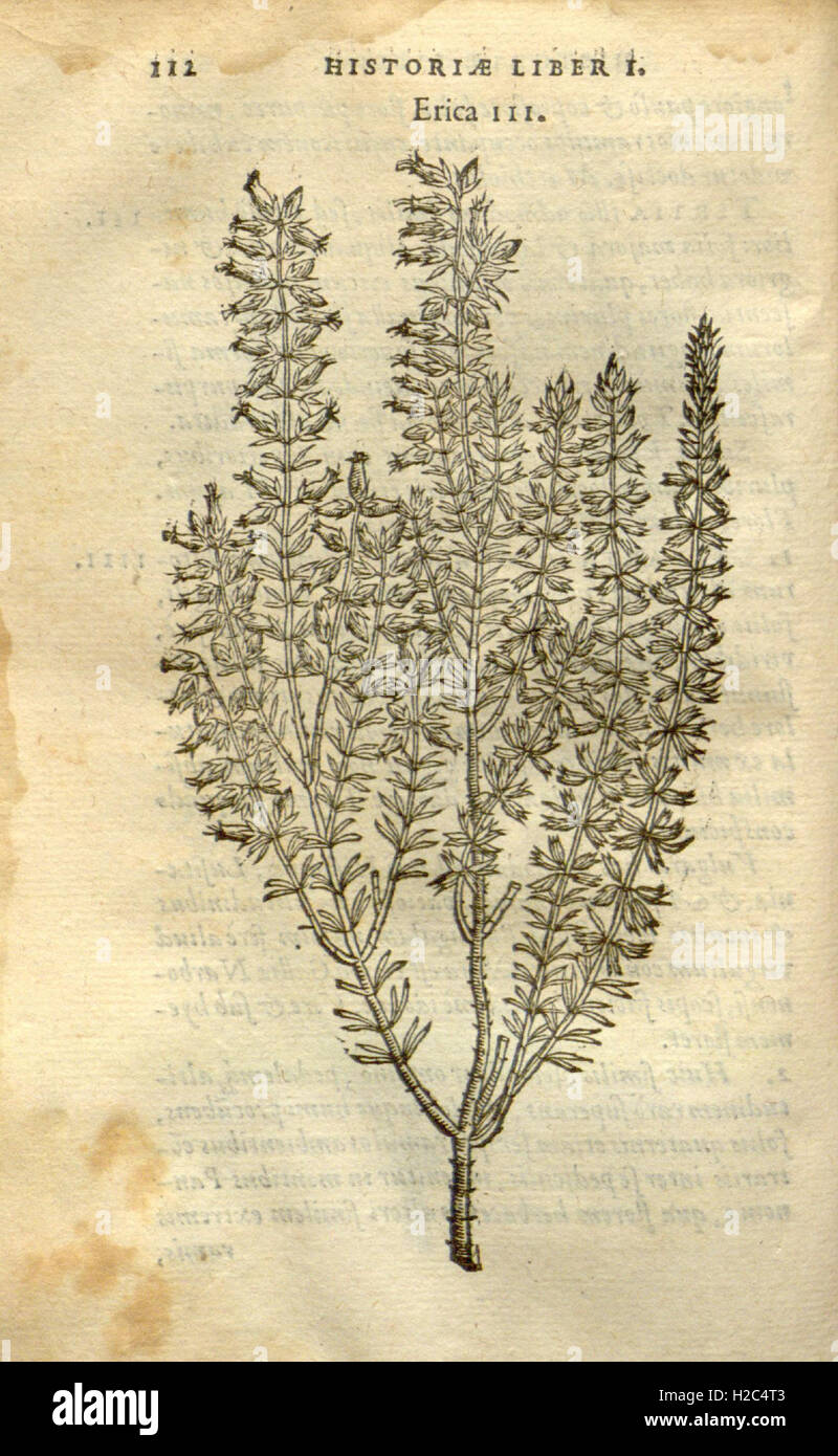A botanical study by Carolus Clusius documenting rare plant species ...
