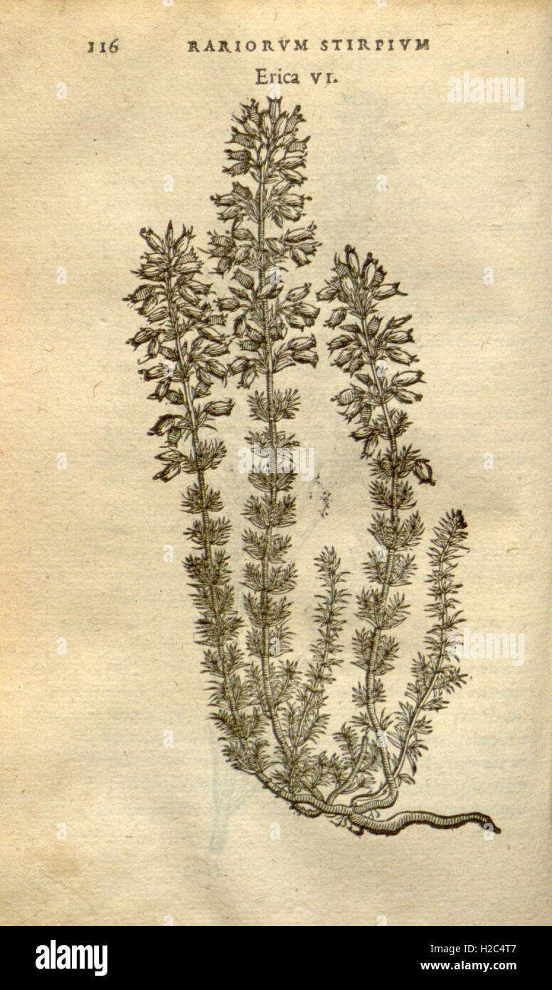 This botanical work by Carolus Clusius describes rare plant species ...