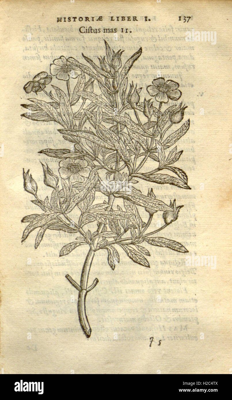 This historical botanical work by Carolus Clusius documents rare plant ...