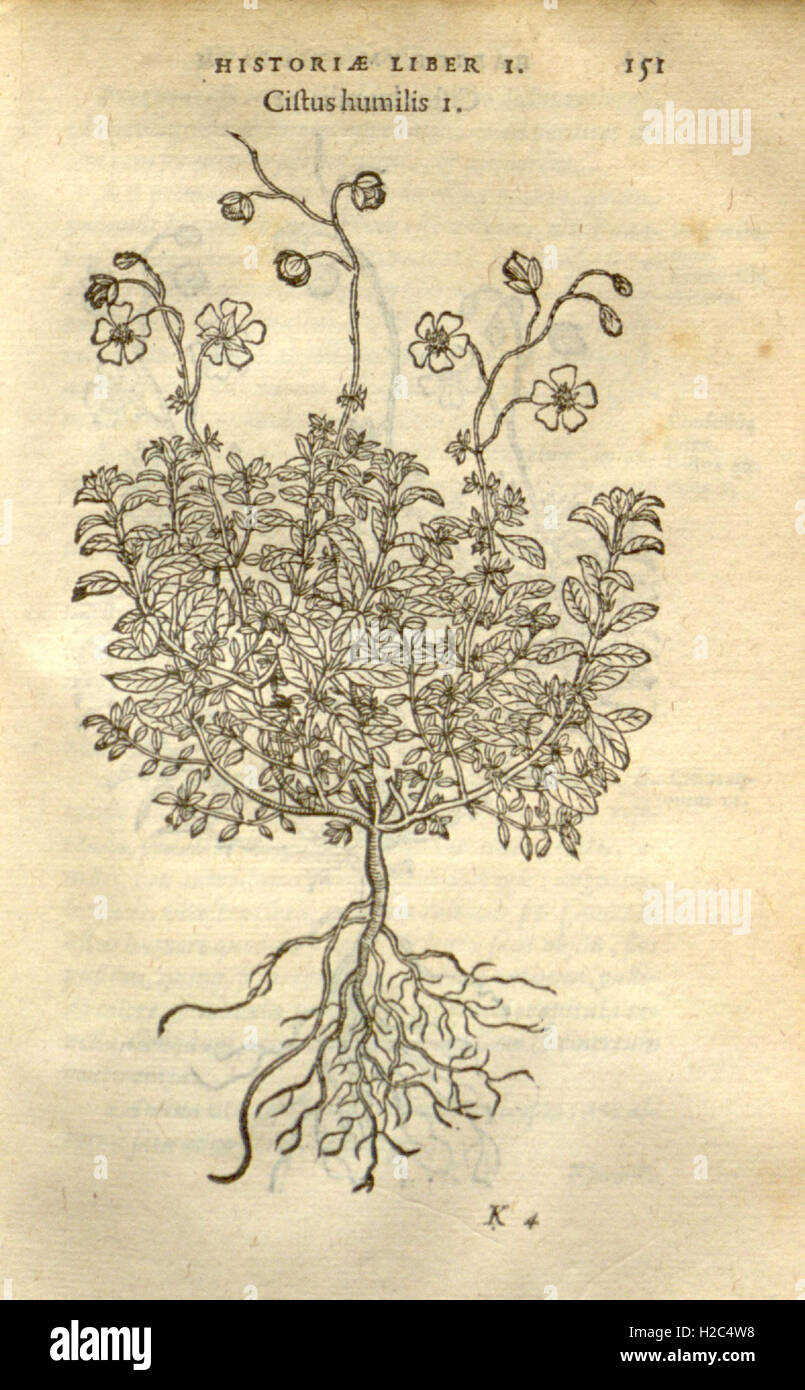 This historical work by Carolus Clusius details rare plant species ...