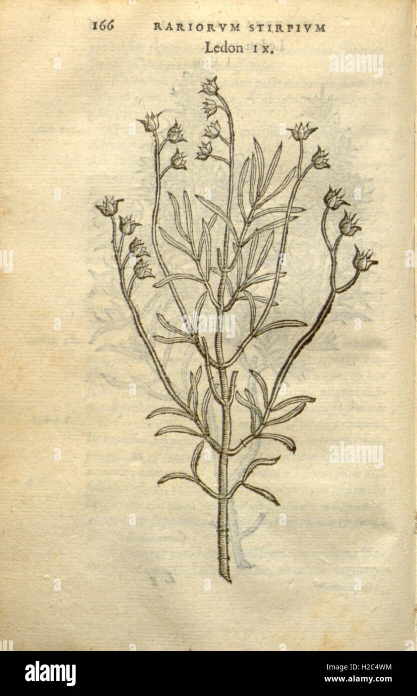 A botanical study by Carolus Clusius documenting rare plant species ...