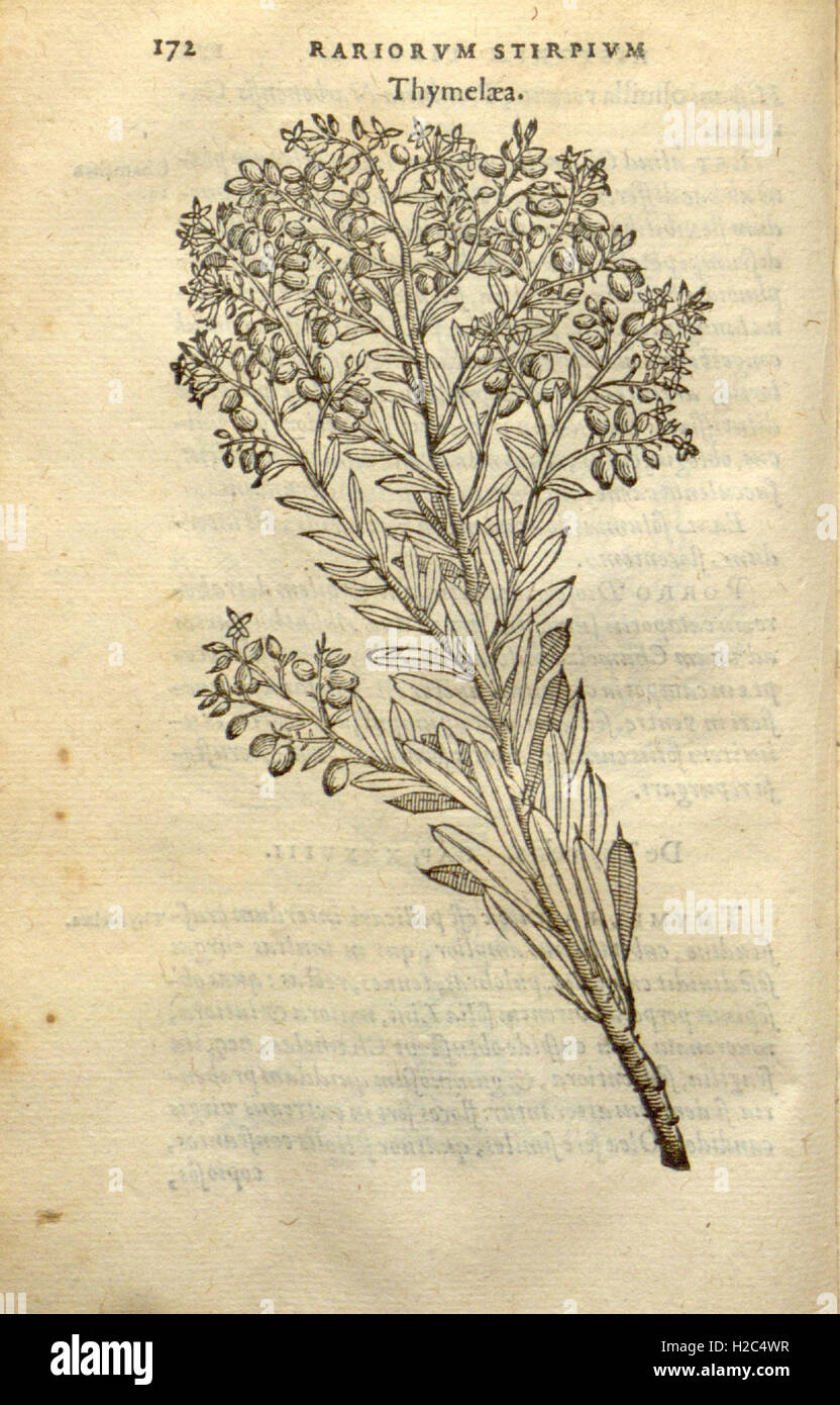 A botanical study by Carolus Clusius documenting rare plant species ...