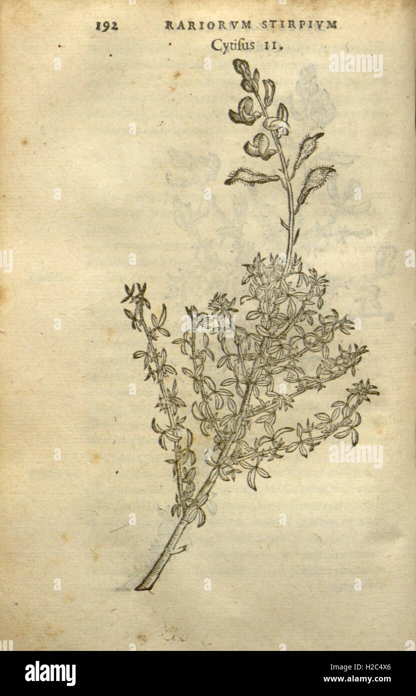 This botanical work by Carolus Clusius describes rare plant species ...