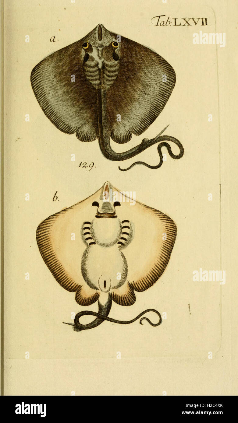 Illustration and description of fish species in Table LXVII, detailing ...
