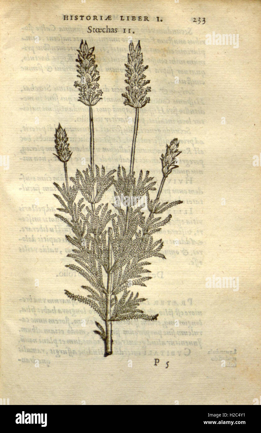 Carolus Clusius' botanical work details the rare plant species observed ...