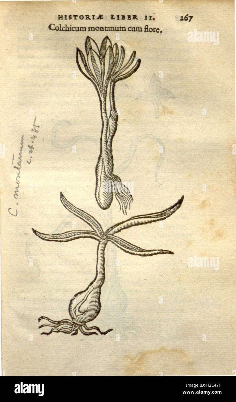This botanical work by Carolus Clusius discusses rare plant species ...