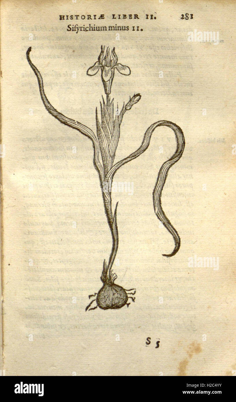 A historical botanical work by Carolus Clusius, documenting rare plant ...