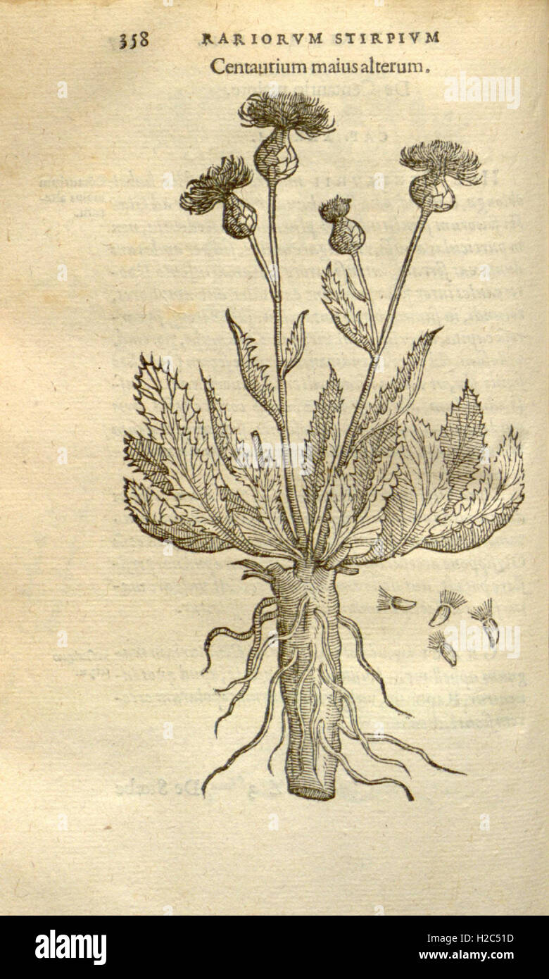 A historical botanical work by Carolus Clusius documenting rare plants ...