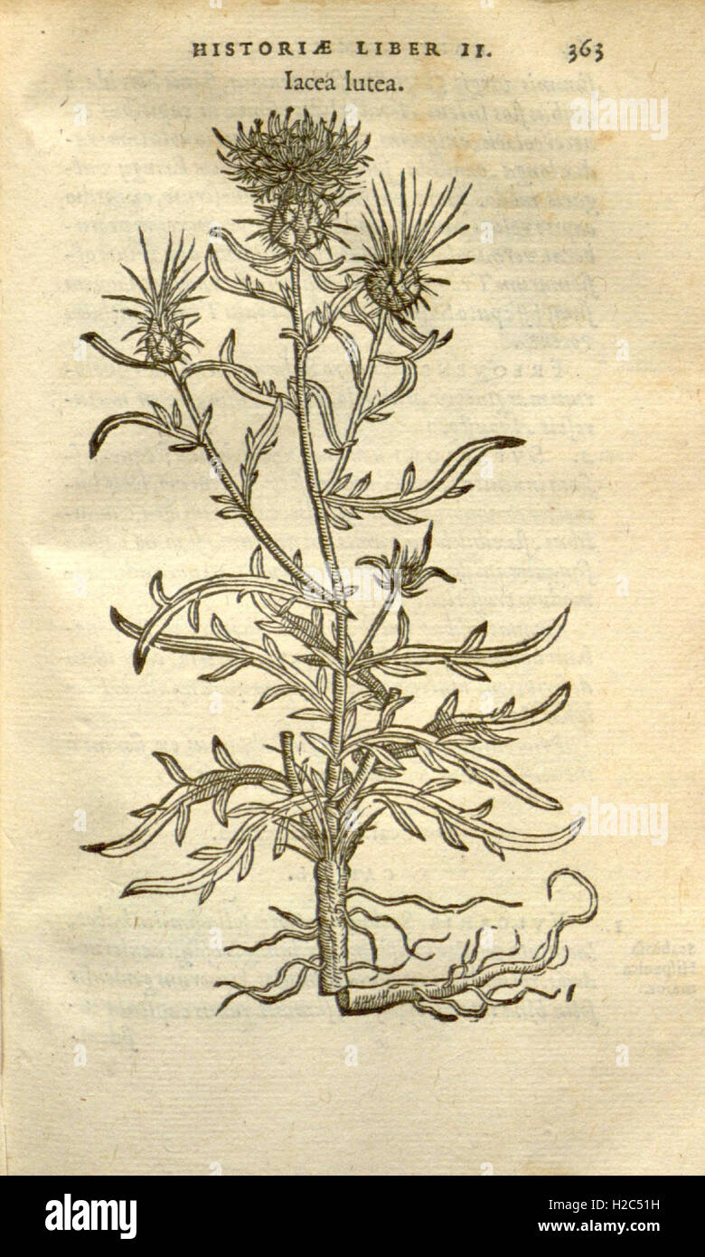 This botanical work by Carolus Clusius provides a detailed history of ...