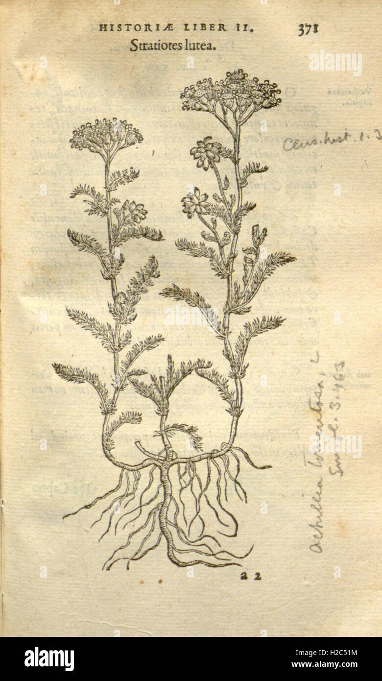 This historical botanical work by Carolus Clusius details the rare ...