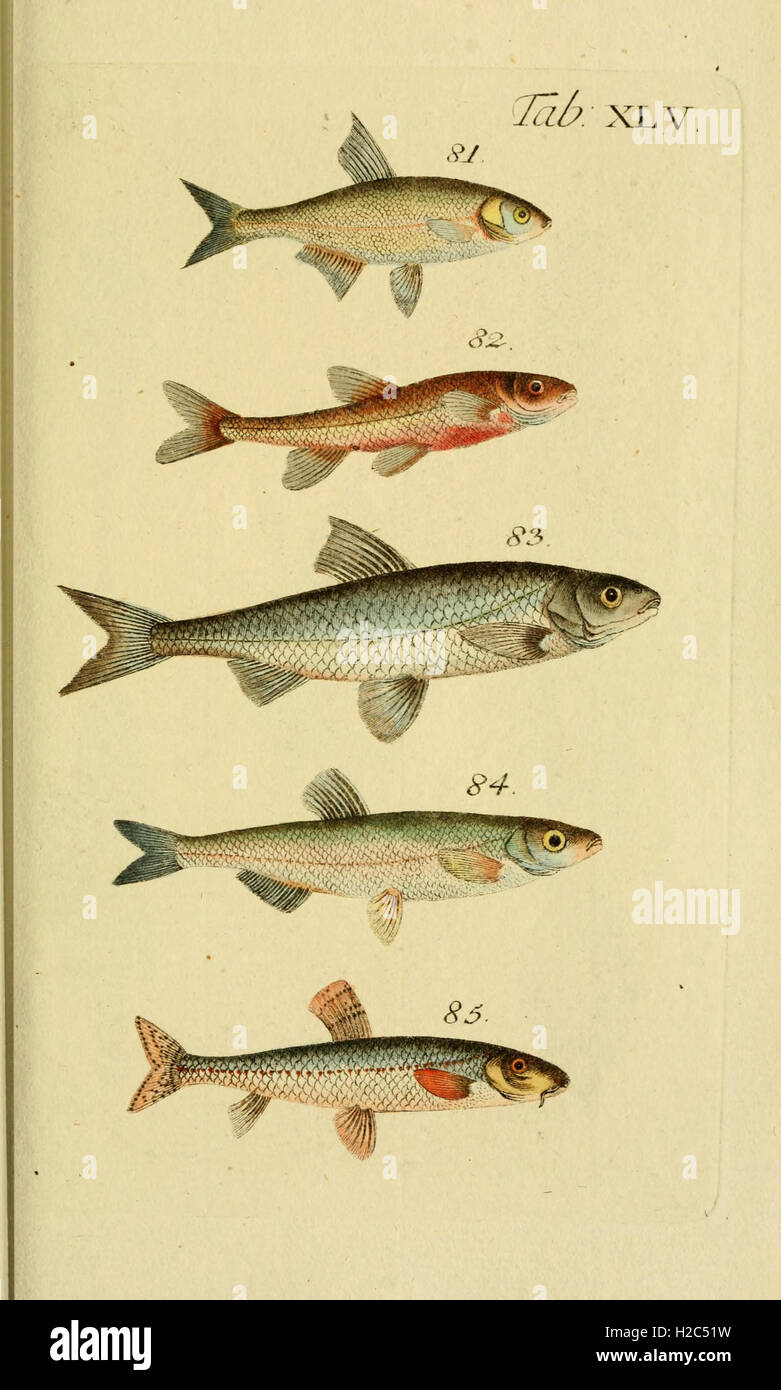 This illustration and description of fish species from 'Abbildung und ...