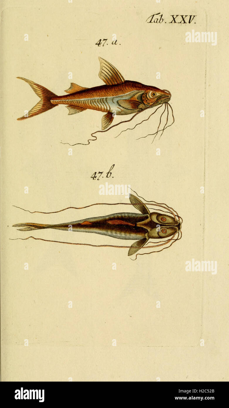 This illustration and description series presents various fish species ...