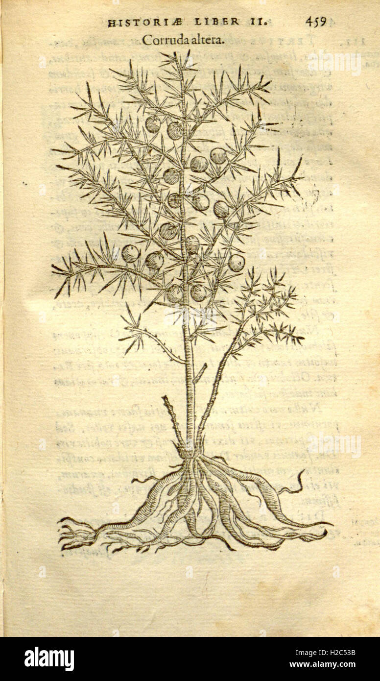 A botanical work by Carolus Clusius describing rare plant species ...