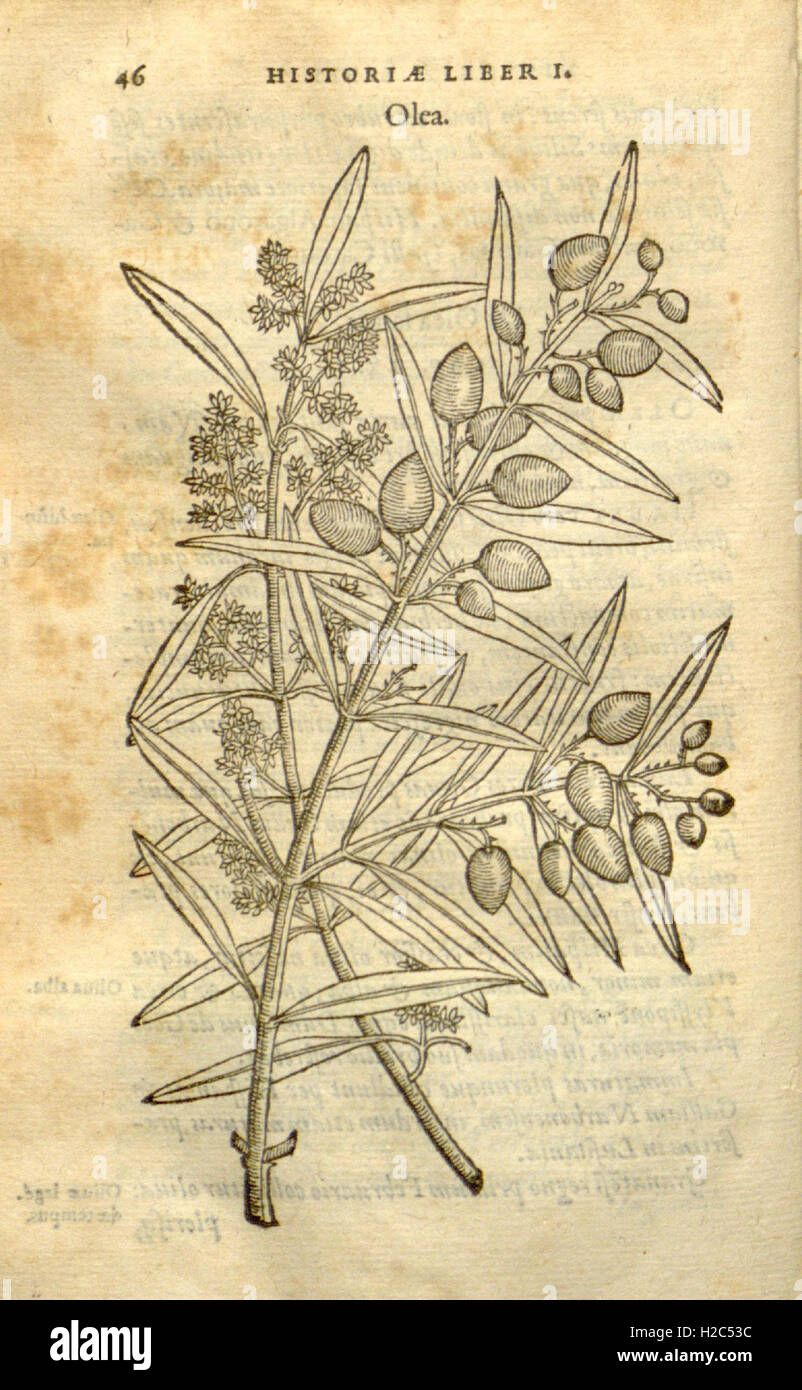 This work by Carolus Clusius provides a detailed historical account of ...