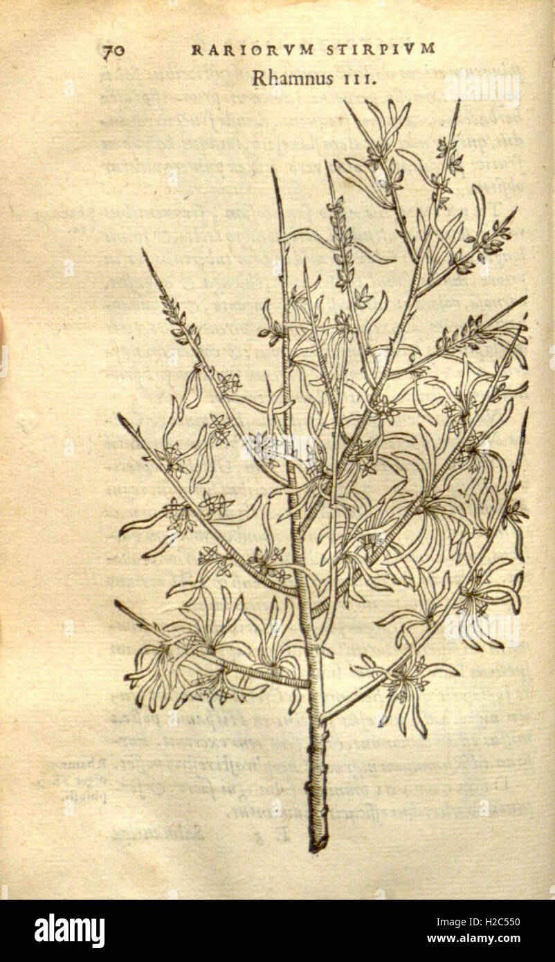 This botanical work by Carolus Clusius documents rare plant species ...