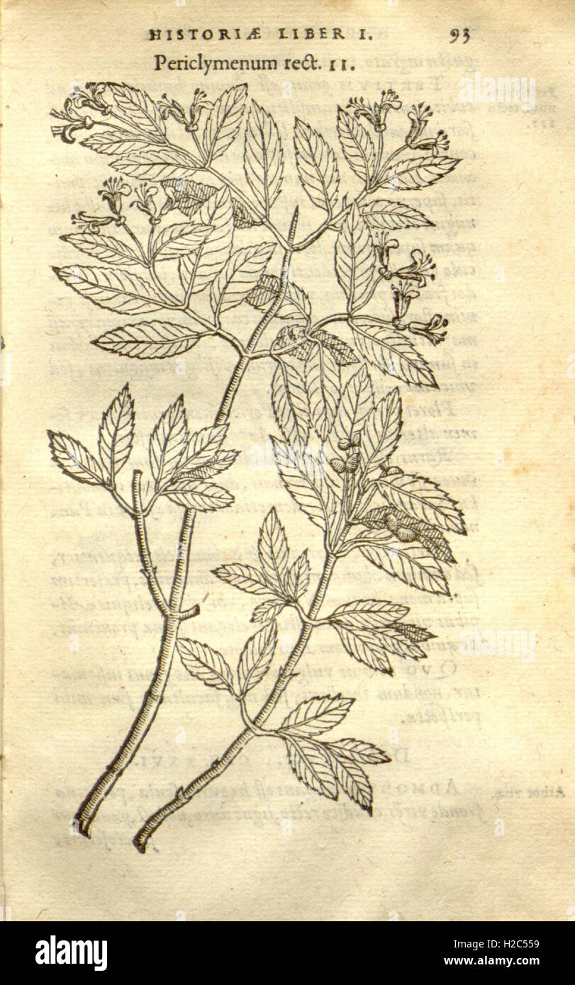 A botanical work by Carolus Clusius documenting rare plant species ...