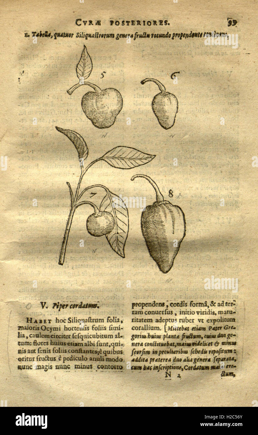 This botanical work by Carolus Clusius includes descriptions of ...