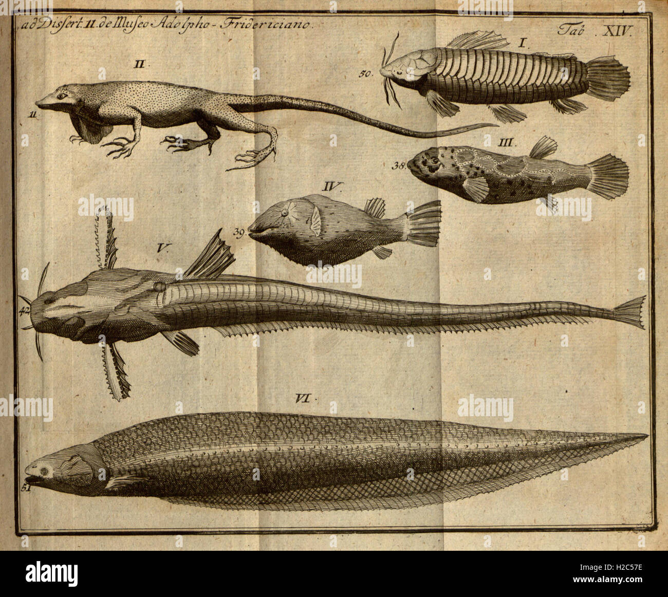 A collection of works by Carl Linnaeus, addressing various scientific ...