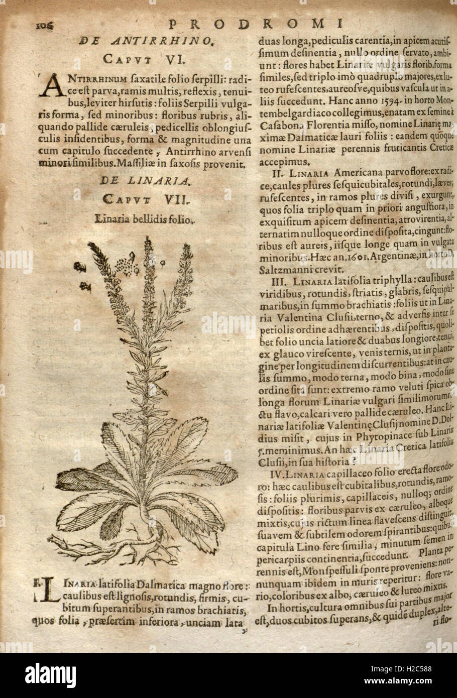 An early botanical work by Caspar Bauhin, presenting a detailed catalog ...