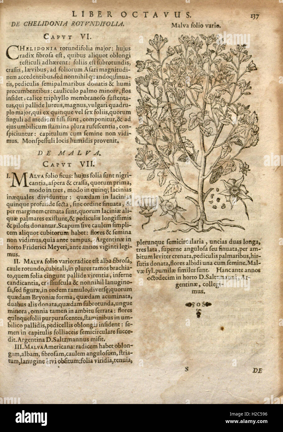 This botanical work by Caspar Bauhin provides an organized ...