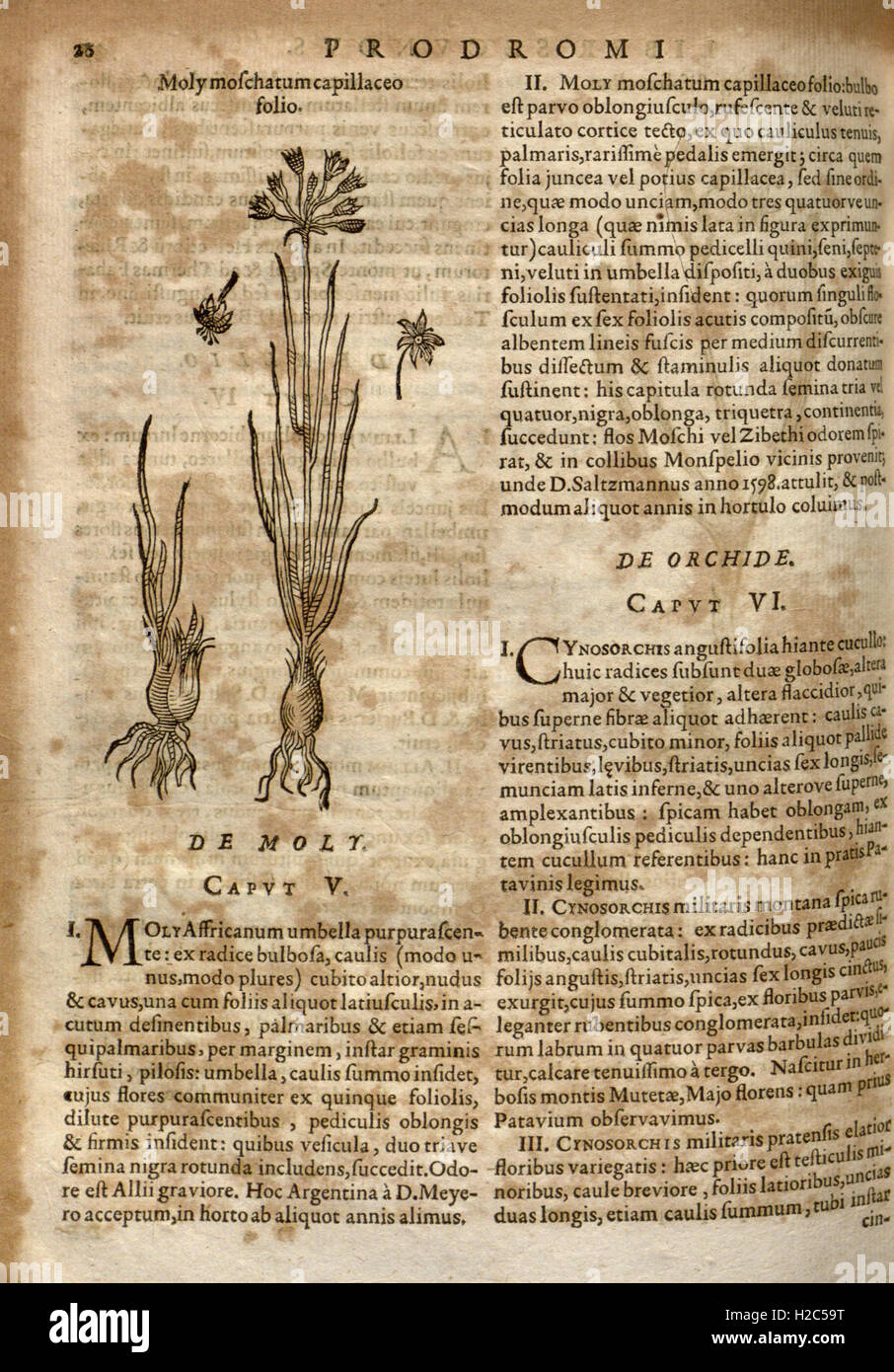A botanical work by Caspar Bauhin, describing various plant species in ...