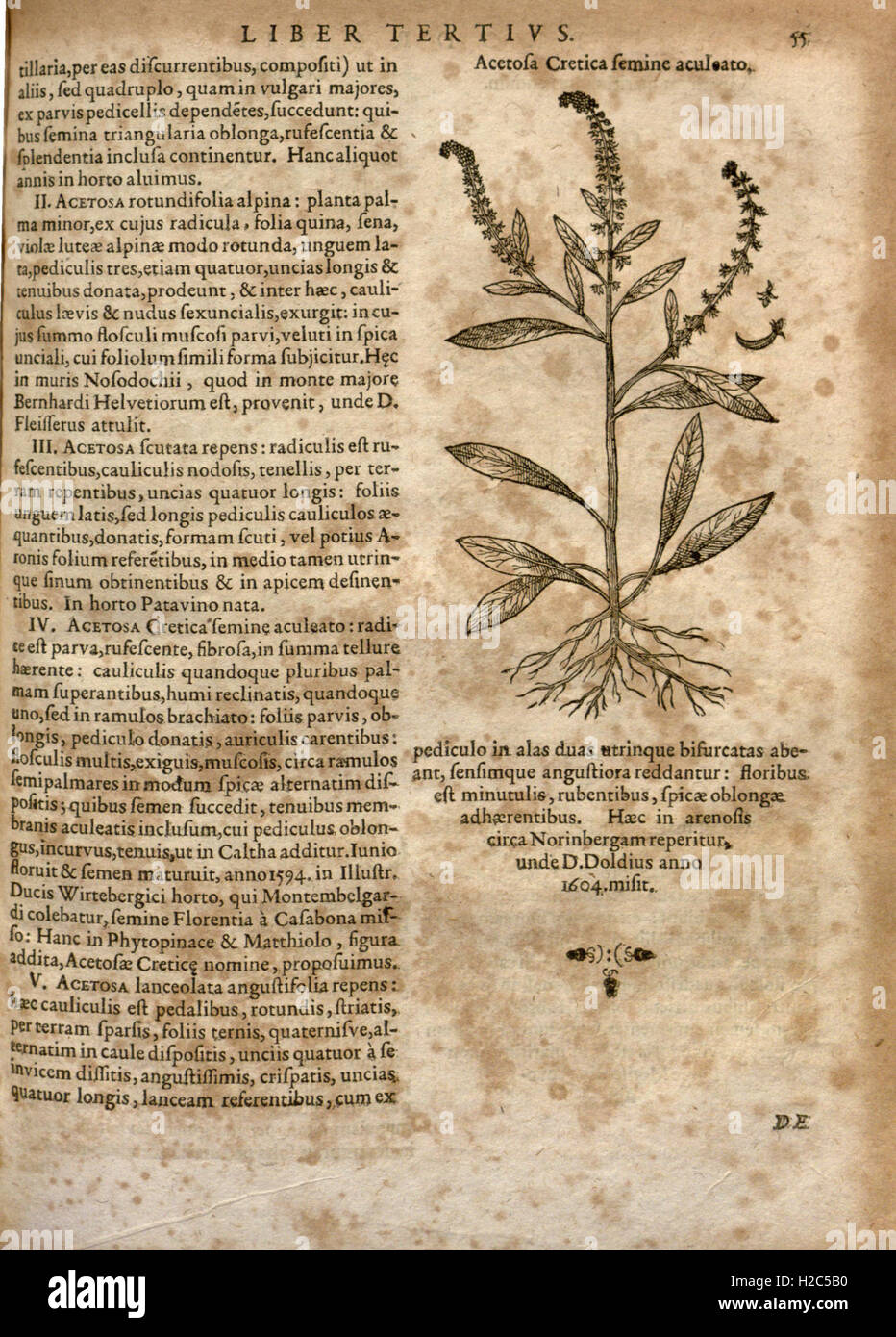A botanical catalog by Caspar Bauhin, providing detailed descriptions ...