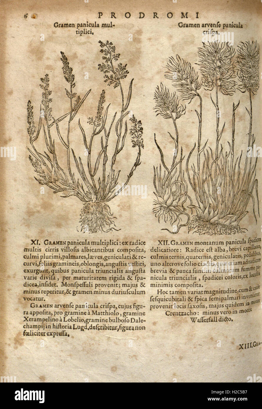 This botanical text by Caspar Bauhin presents a catalog of plant ...