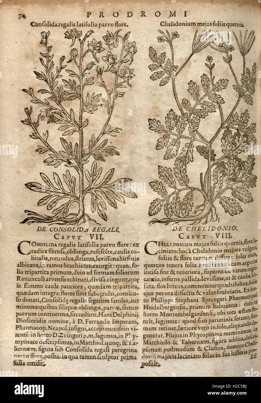 Providing detailed botanical nomenclature hi-res stock photography and ...
