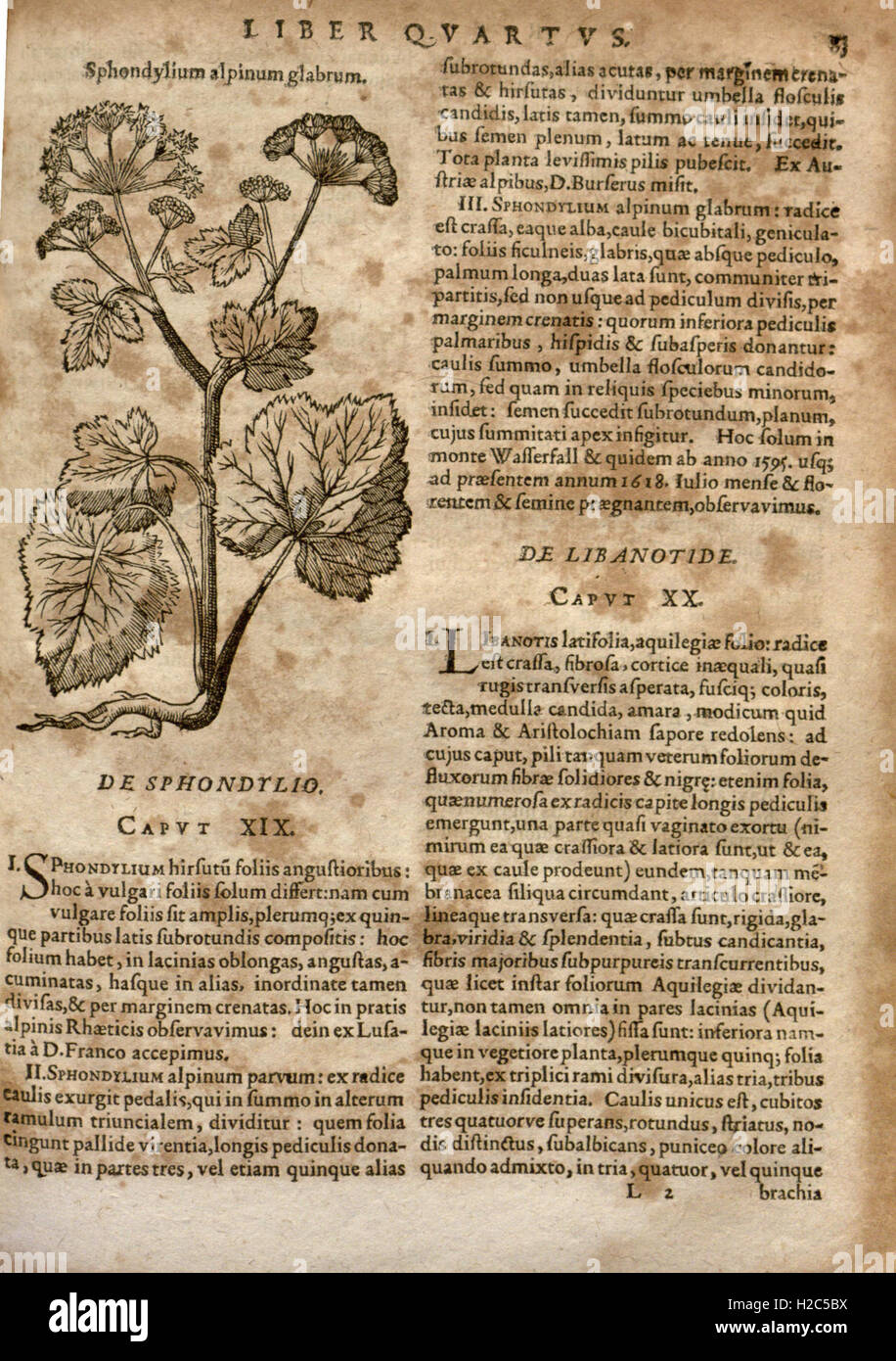 A botanical work by Caspar Bauhin, featuring a comprehensive catalog of ...