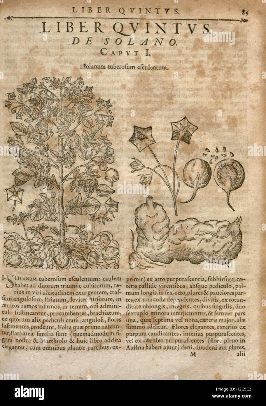 A botanical catalog and reference book by Caspari Bauhin, presenting an ...