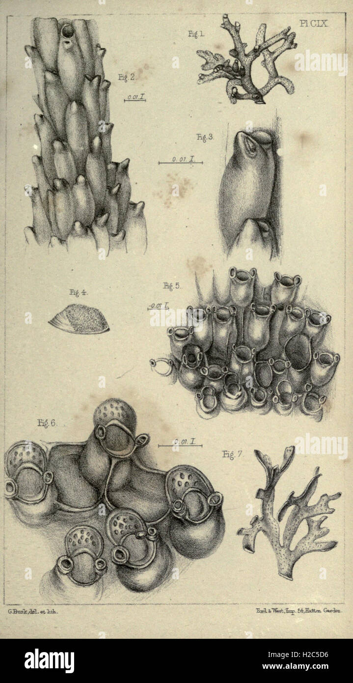Bryozoan colonial hi-res stock photography and images - Alamy
