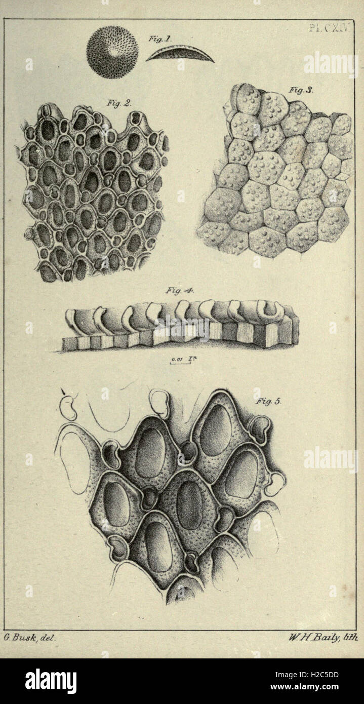 A catalog documenting marine Polyzoa species in the British Museum collection, with detailed ...