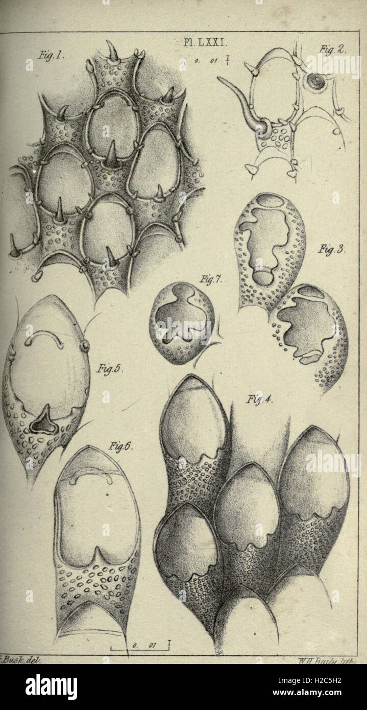 A catalog of marine polyzoa species in the British Museum collection ...