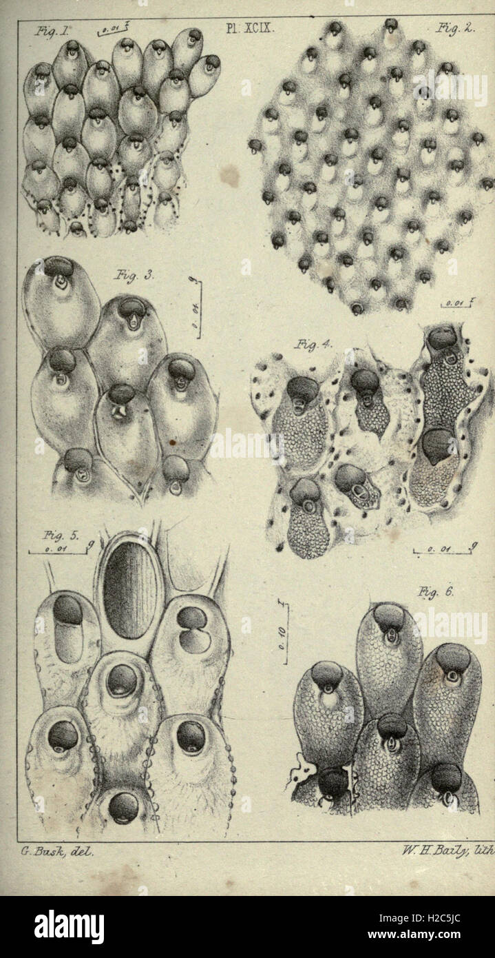This catalogue presents a detailed collection of marine Polyzoa, a ...
