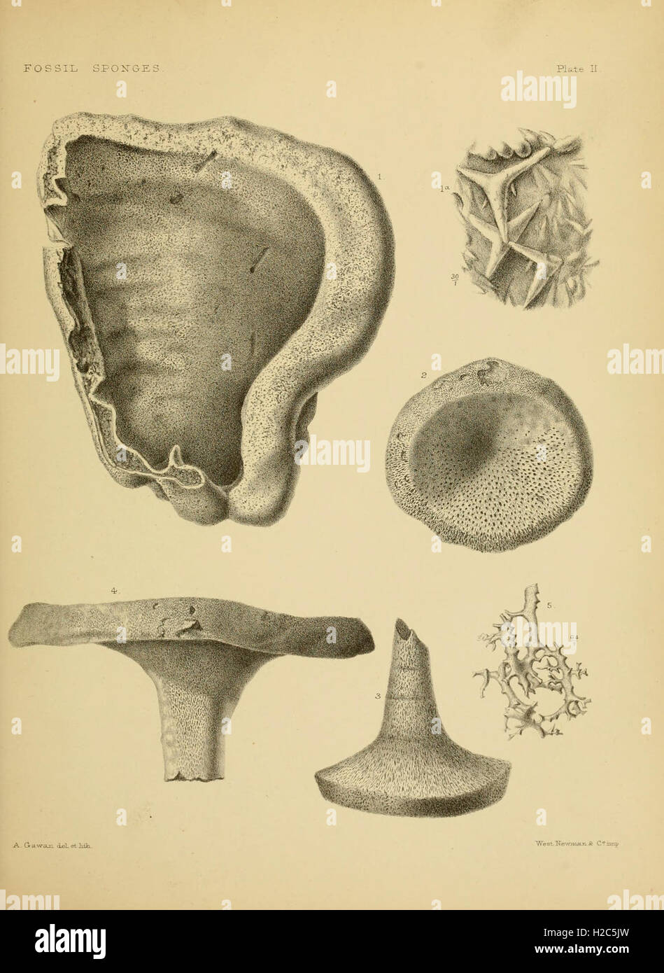 A catalogue documenting fossil sponges housed in the Geological ...