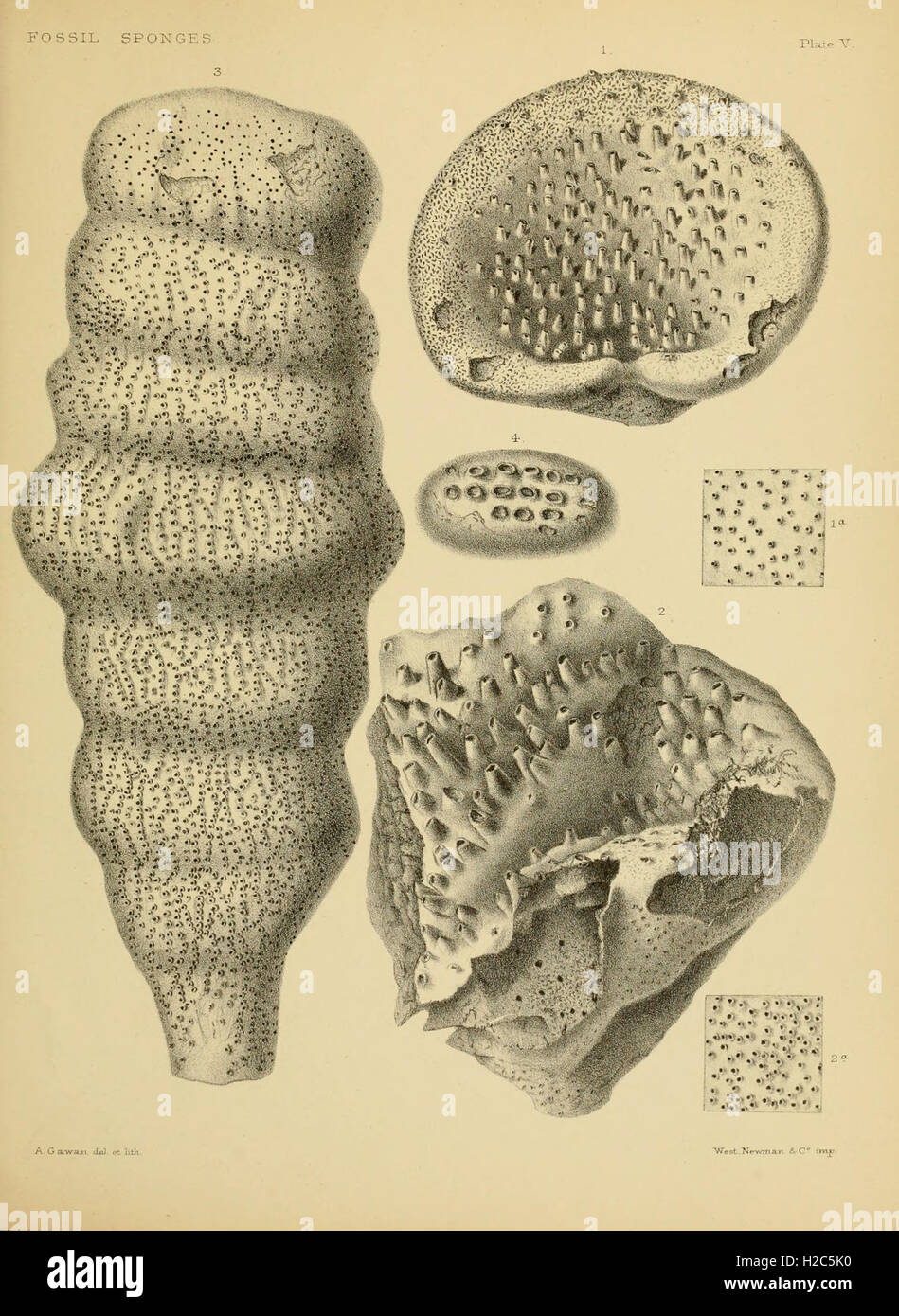 This catalogue provides a comprehensive list of fossil sponge species ...