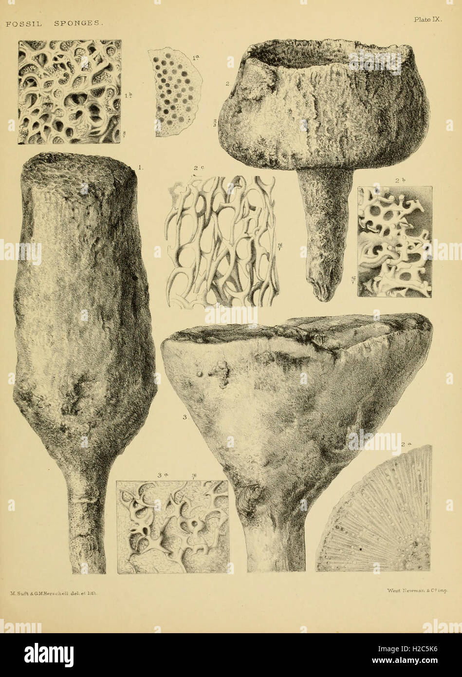This catalog provides a comprehensive list and description of fossil ...