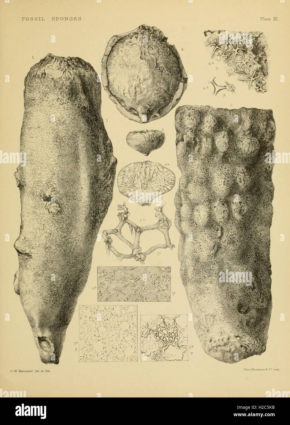 This catalogue provides a detailed listing of fossil sponges within the ...