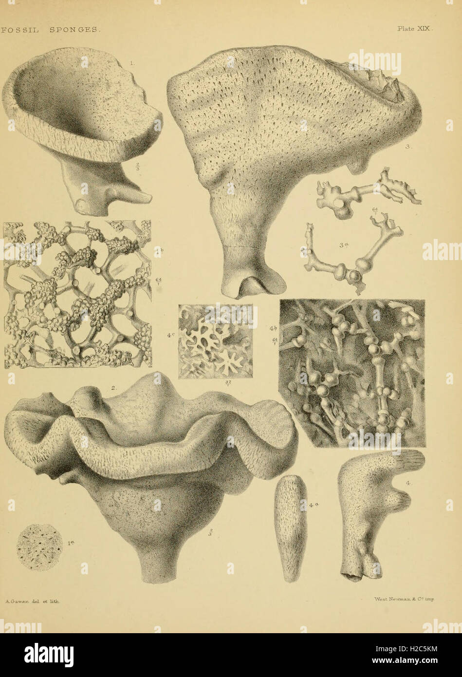 This catalogue provides an organized listing of fossil sponge specimens ...