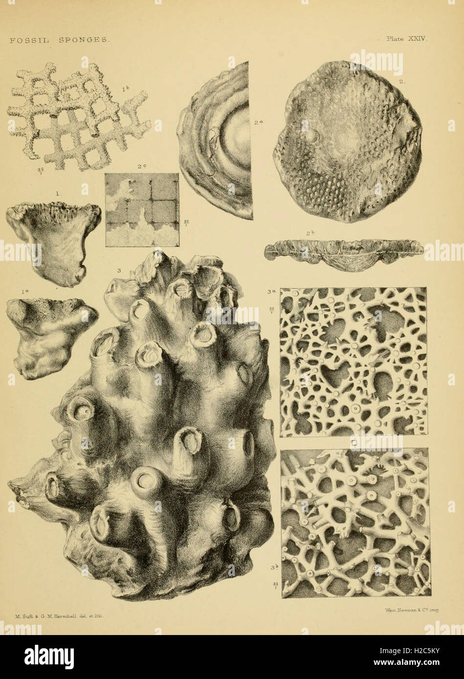 This catalogue documents the fossilized sponges held in the British ...