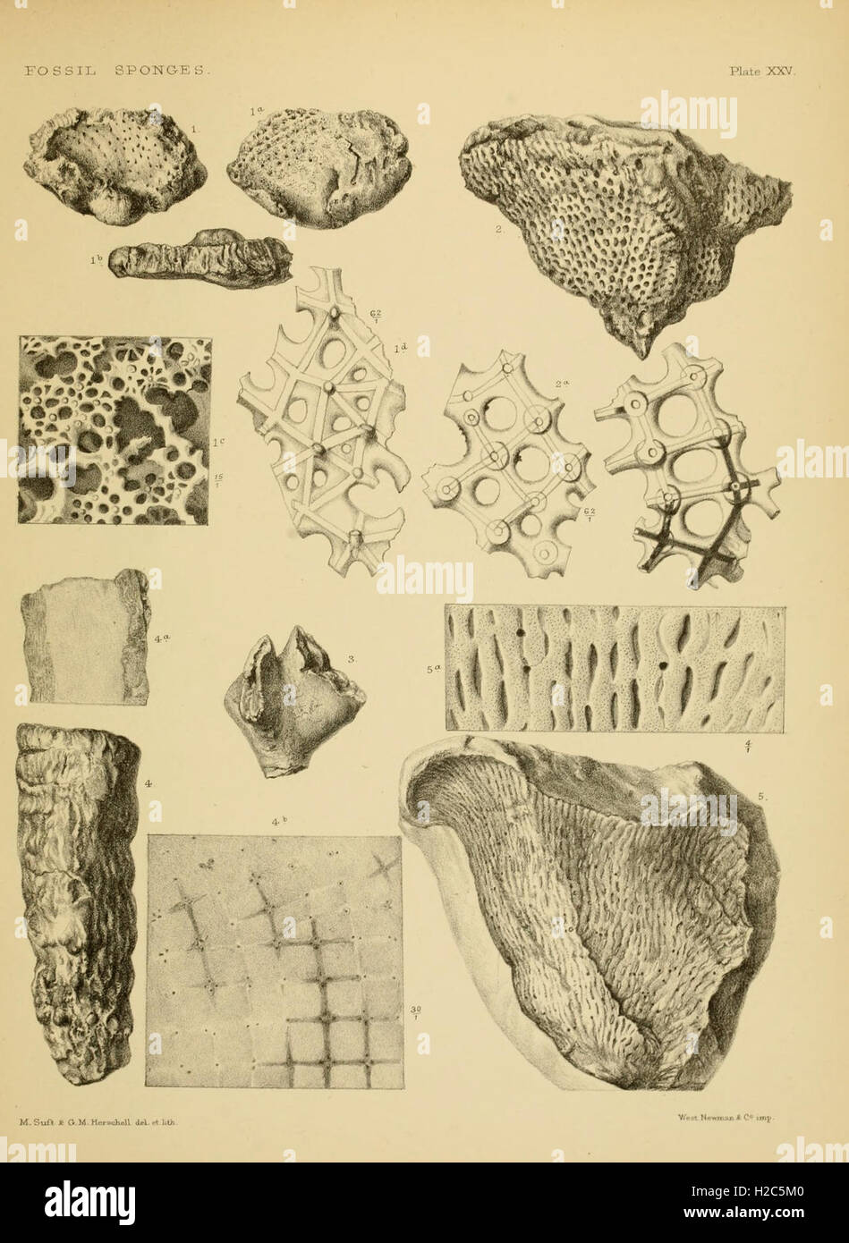 A catalog detailing the fossil sponges housed in the Geological ...